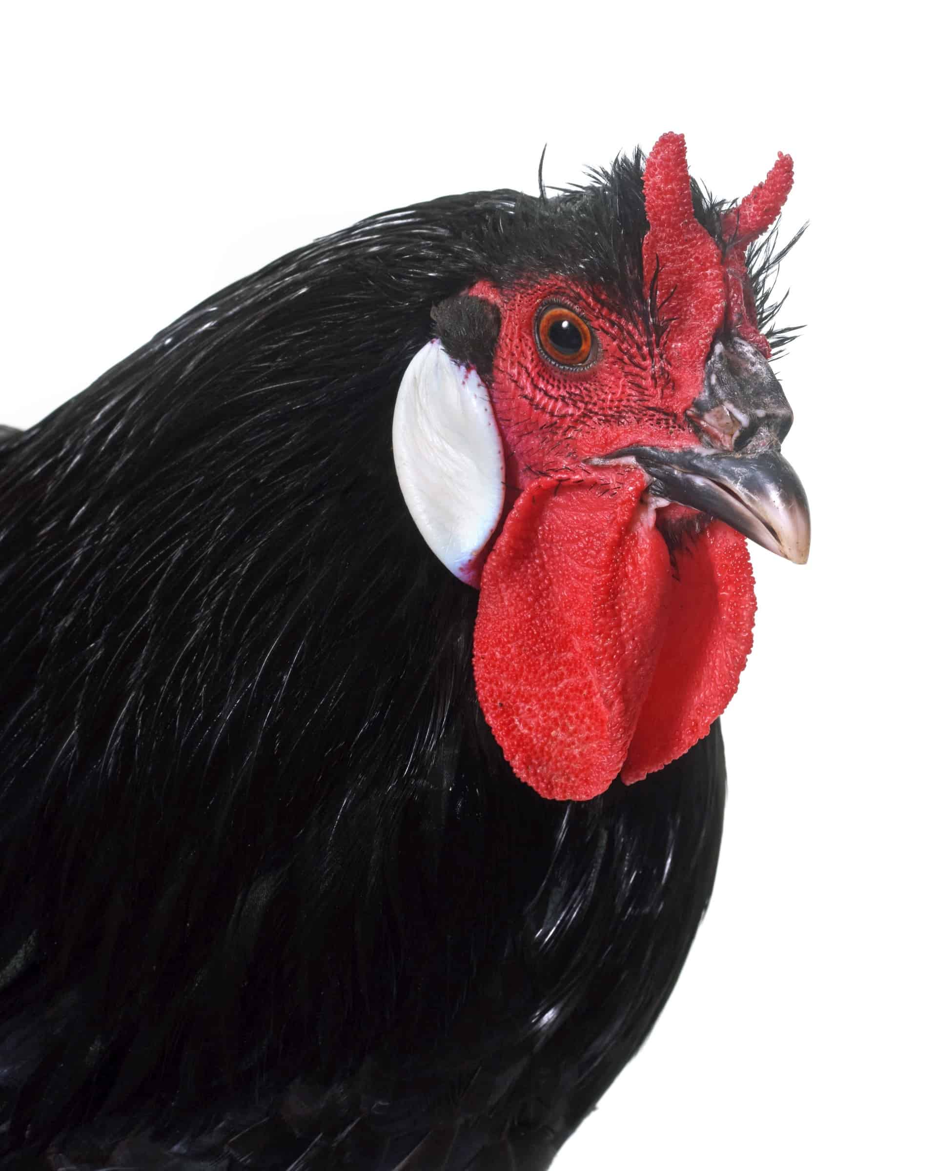 Chicken Combs & Wattles: Everything You Need to Know