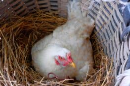 Broody Hen 101: What to Do & How to Stop Broodiness