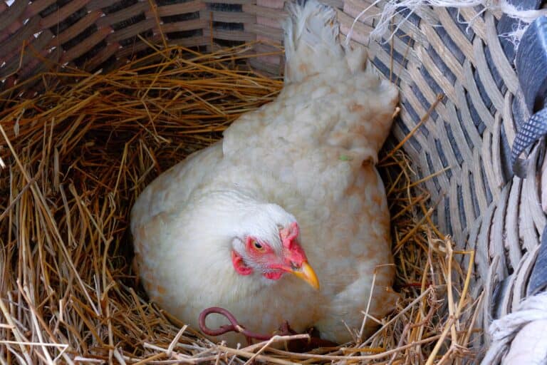 Broody Hen 101: What to Do & How to Stop Broodiness