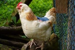 Chicken Saddles for Hens: What You Need to Know