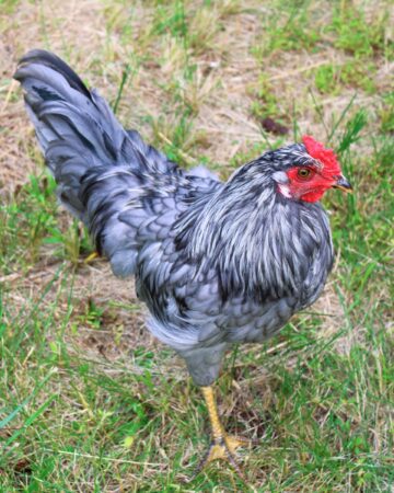 15 Best Gray Chicken Breeds to Raise in Your Backyard